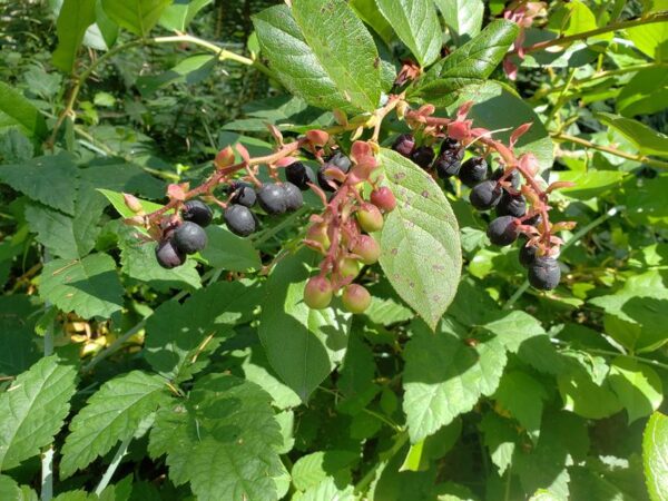 Salal - Plan Bee Native Plants