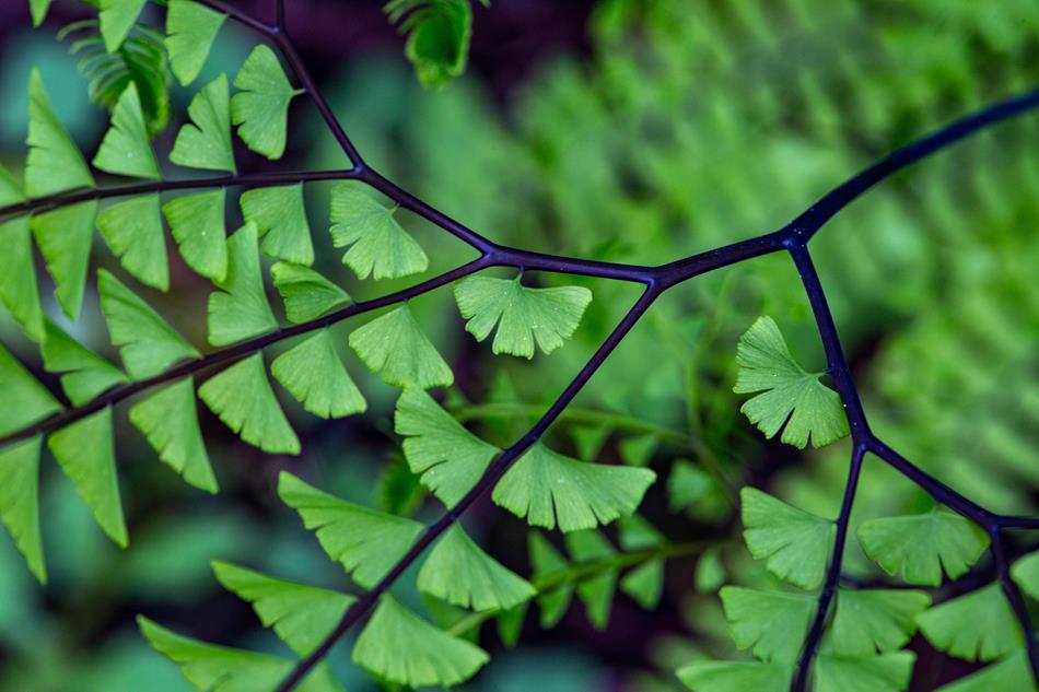 Maidenhair Fern - Plan Bee Native Plants