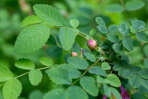Nootka Rose - Plan Bee Native Plants