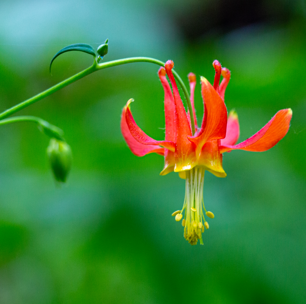 Red Columbine - Plan Bee Native Plants