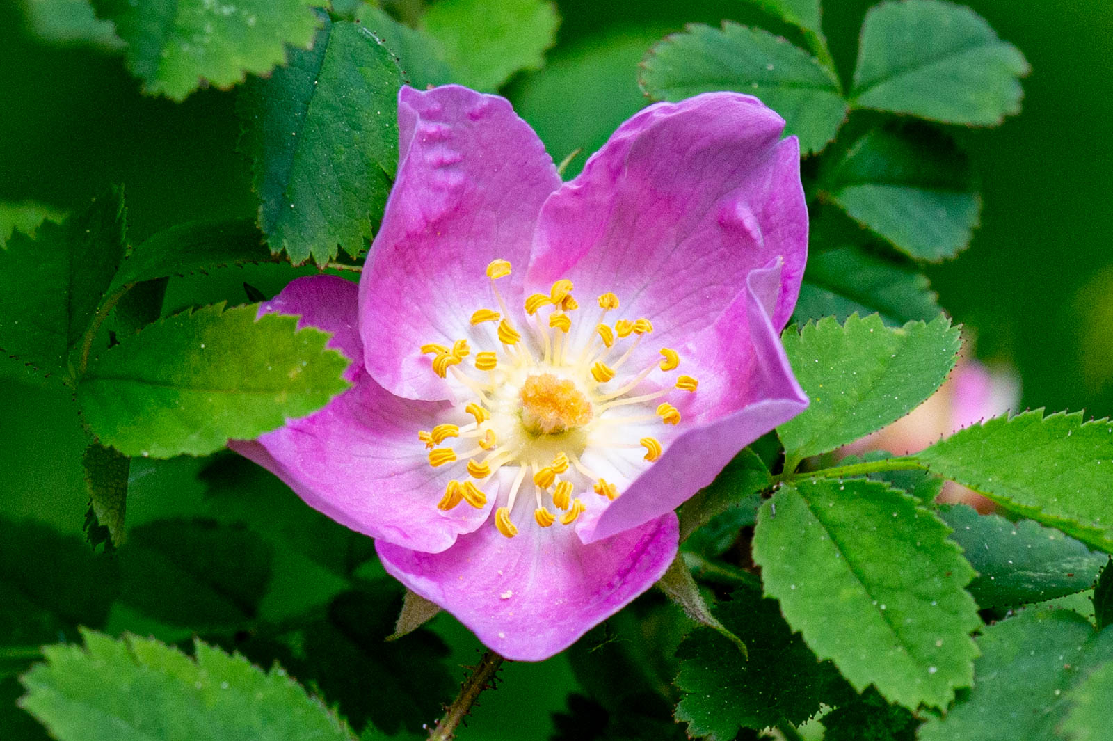 Nootka Rose - Plan Bee Native Plants