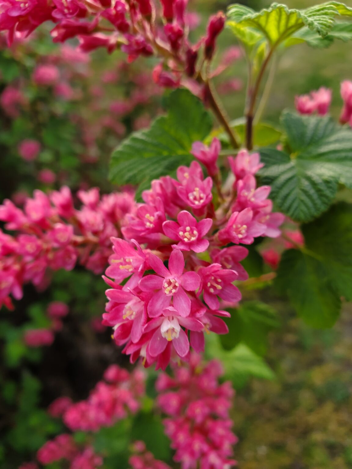Red Flowering Currant - Plan Bee Native Plants