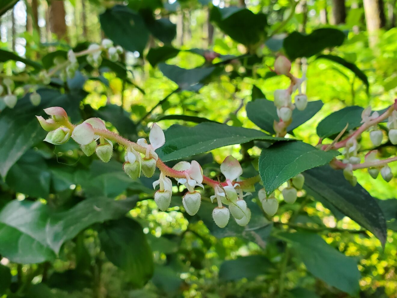 Salal - Plan Bee Native Plants