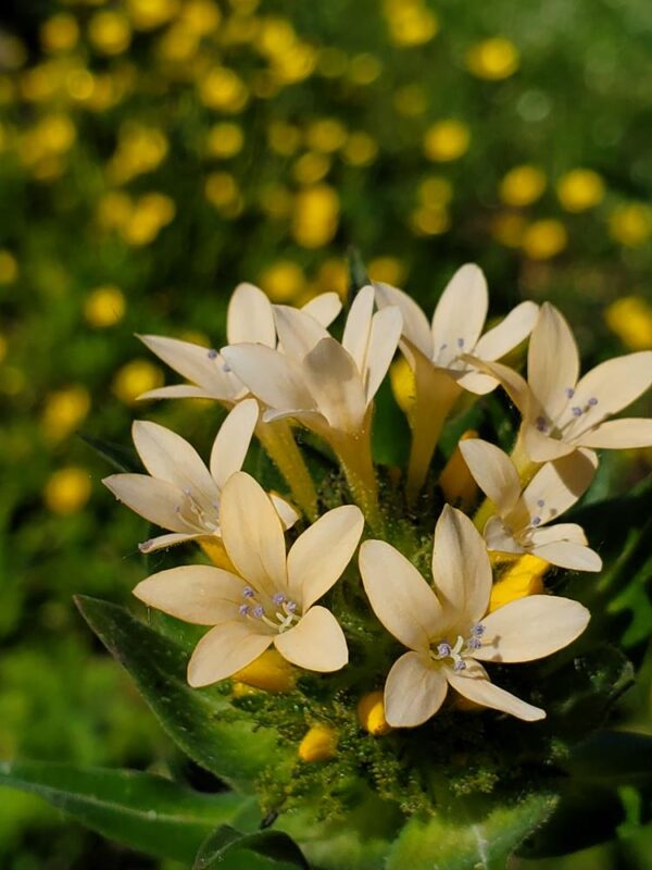 Large-flowered Collomia Seeds - Plan Bee Native Plants