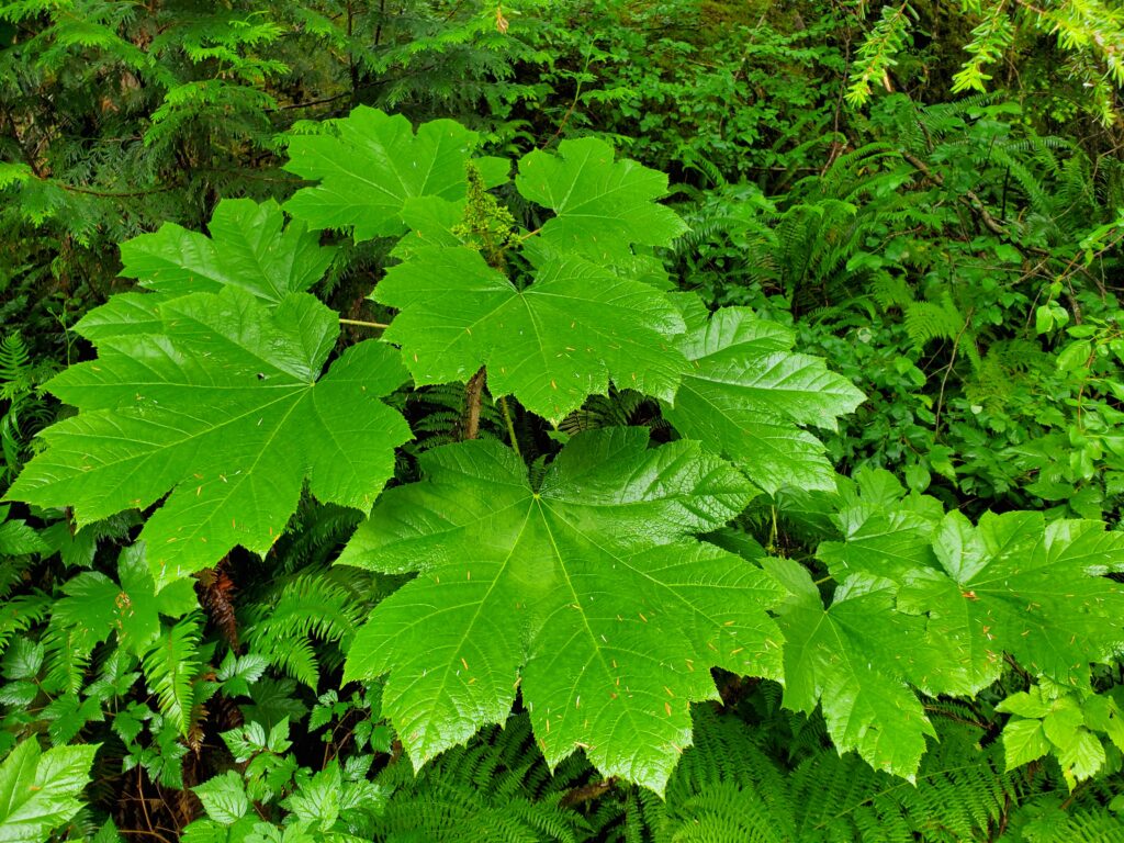 Devils Club - Plan Bee Native Plants