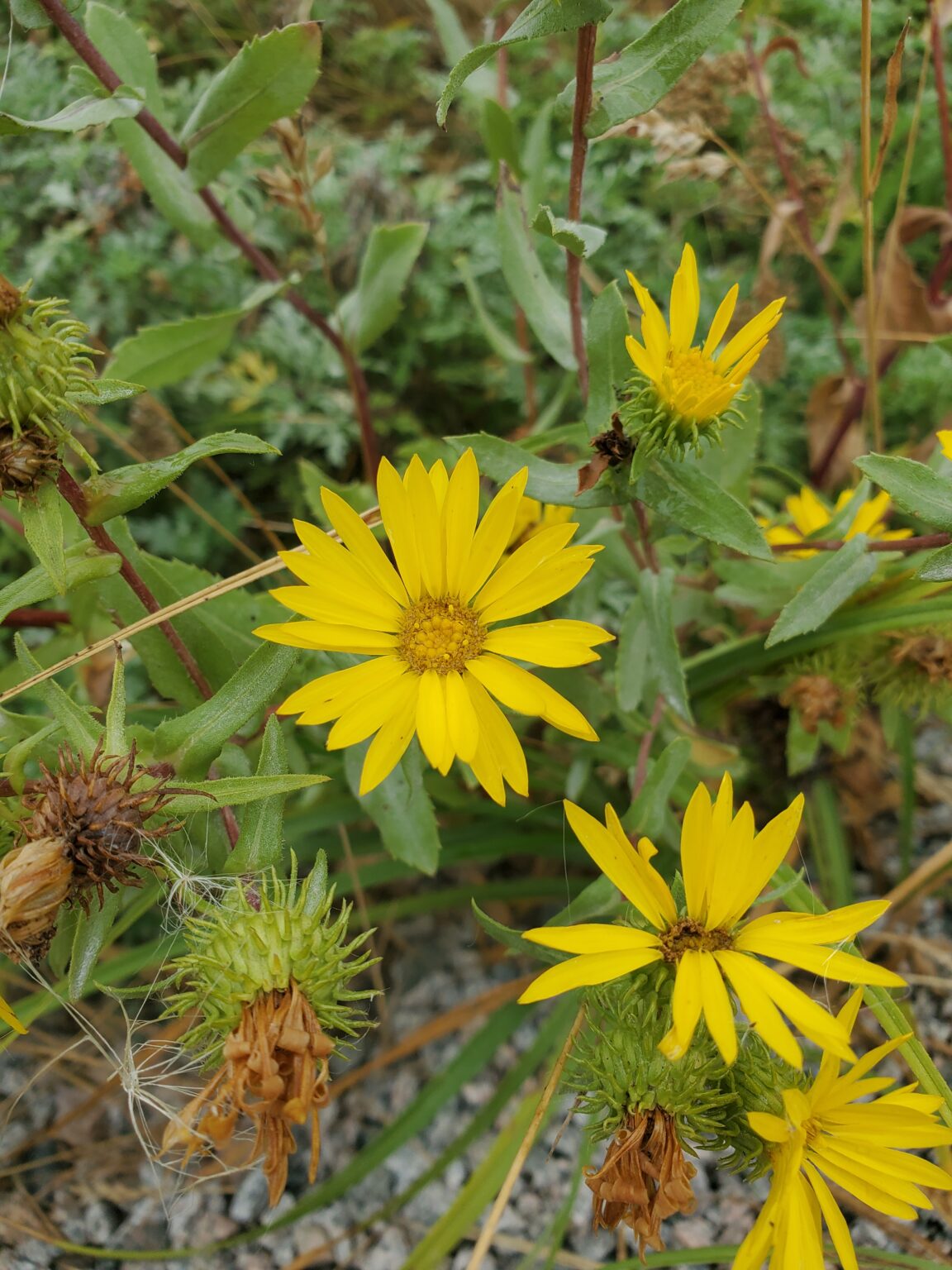 Entire-leaved Gumweed Seeds - Plan Bee Native Plants