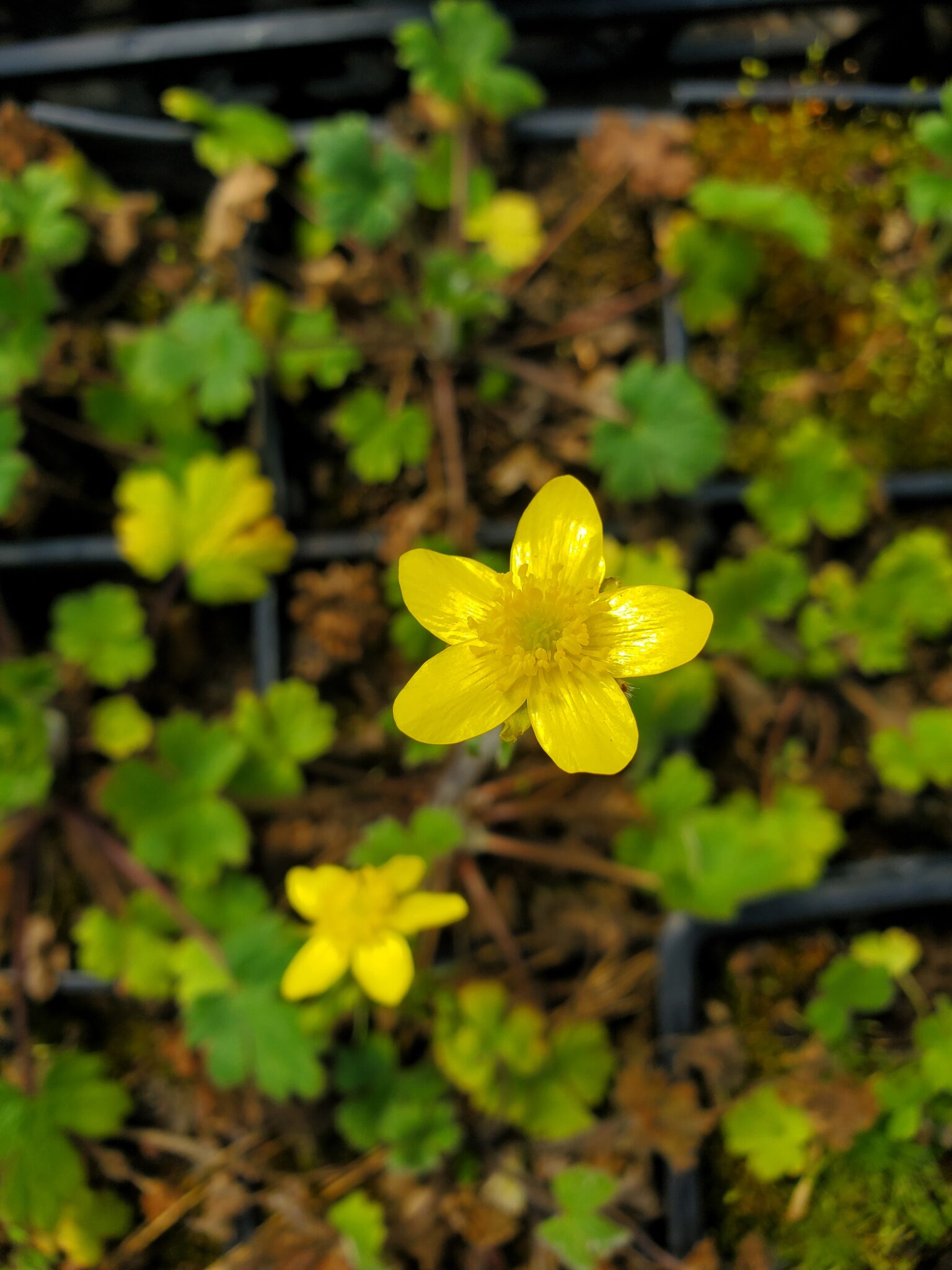 Western Buttercup - Plan Bee Native Plants