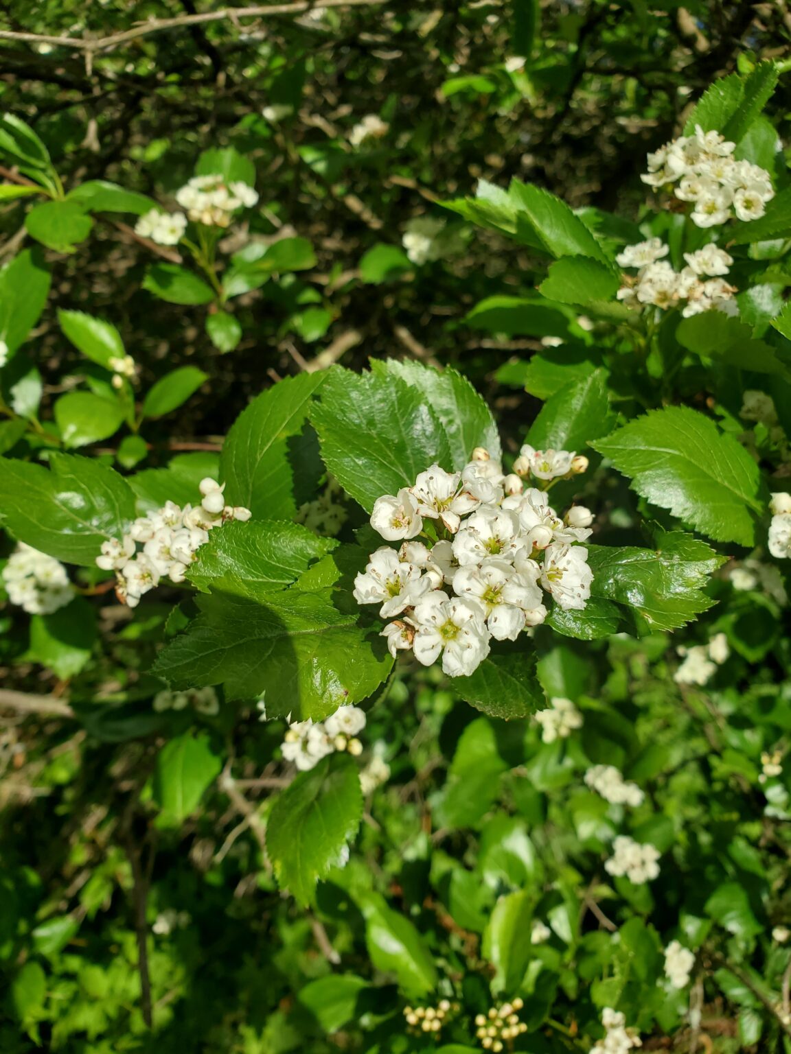 Black Hawthorn - Plan Bee Native Plants