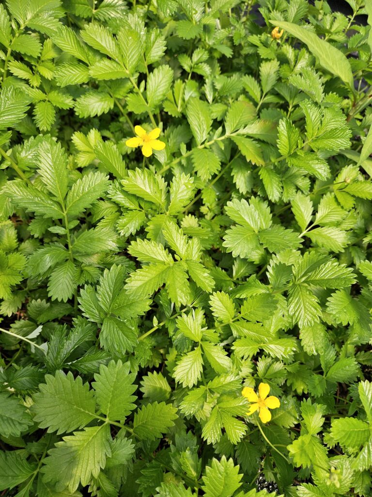 Pacific Silverweed - Plan Bee Native Plants