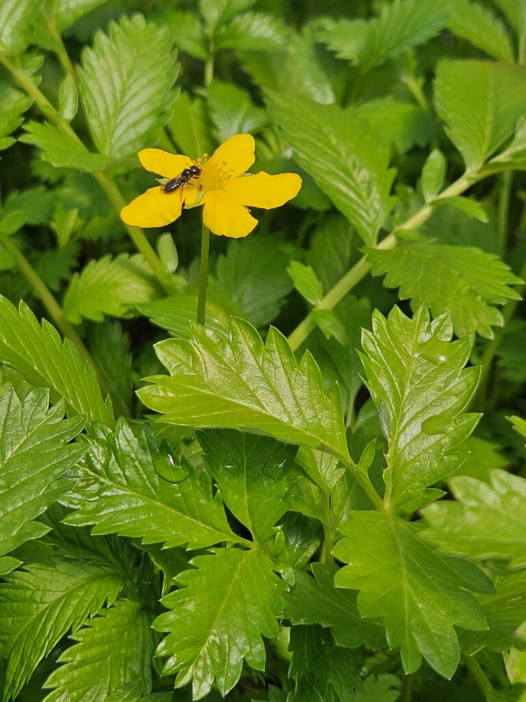Pacific Silverweed - Plan Bee Native Plants
