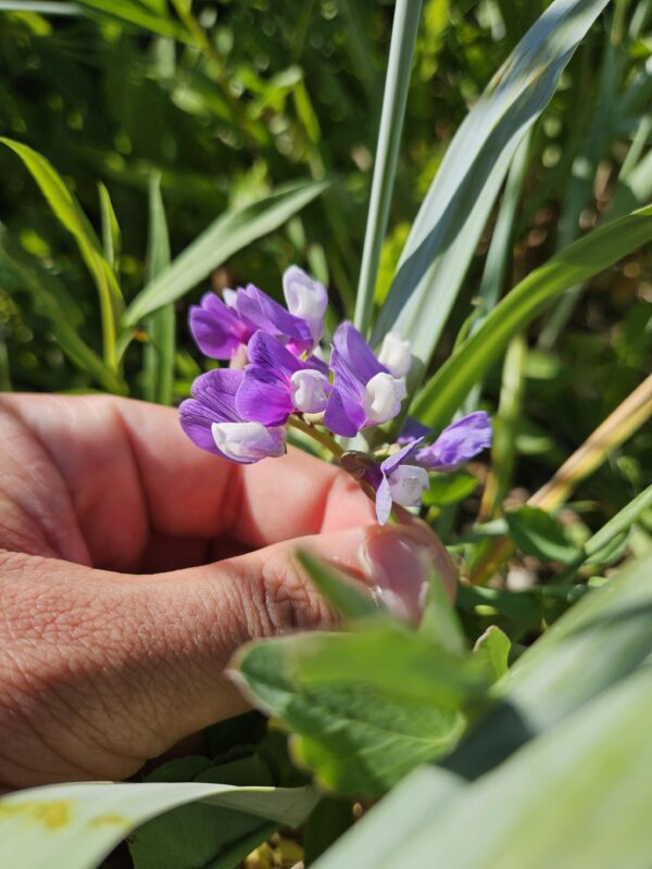 Beach Pea - Plan Bee Native Plants